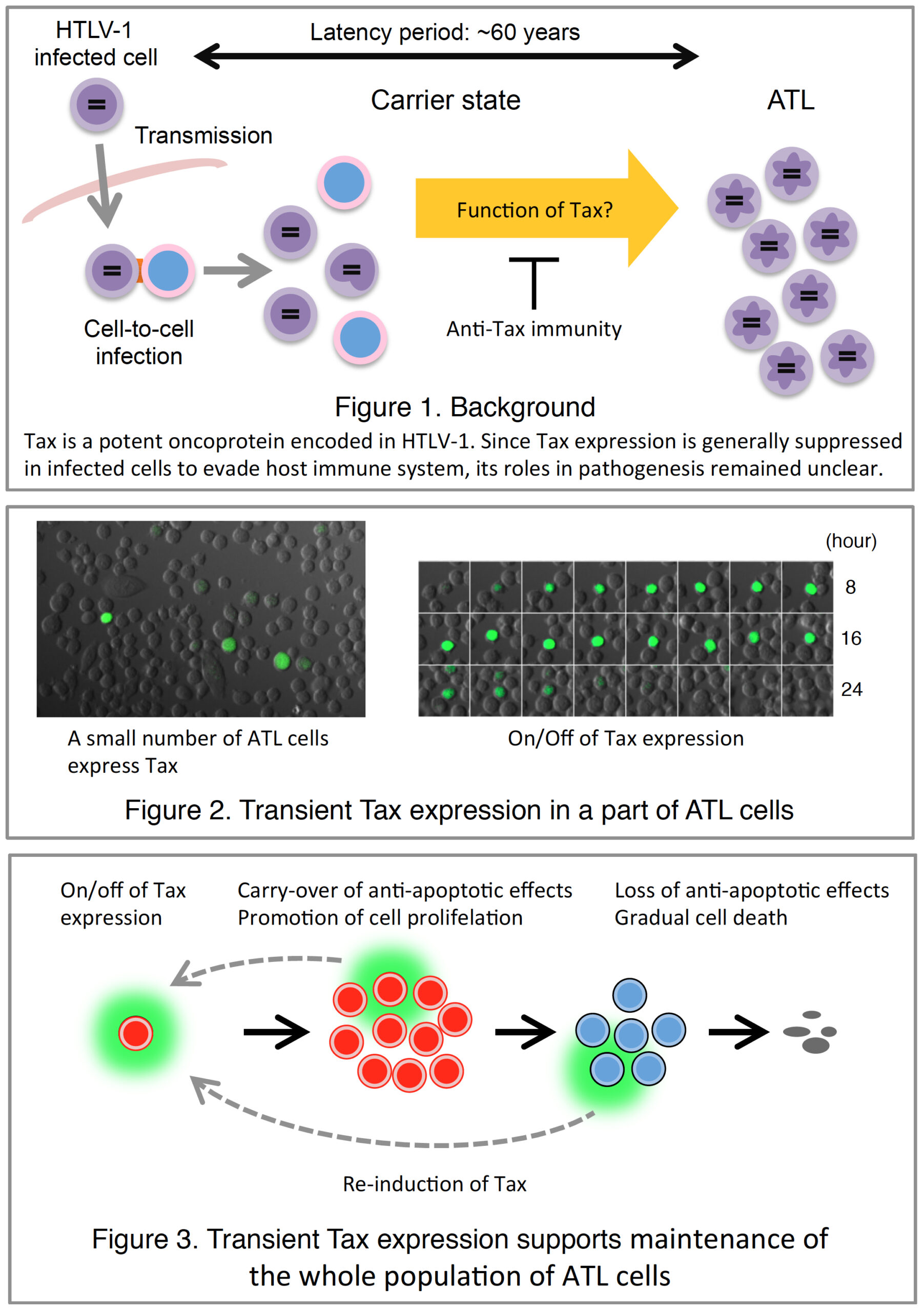 Sporadic on/off switching of HTLV-1 Tax expression is crucial to ...